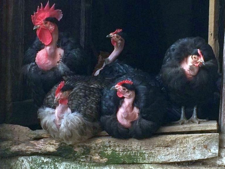 Turken Chicken - Breed Profile - Backyard Poultry